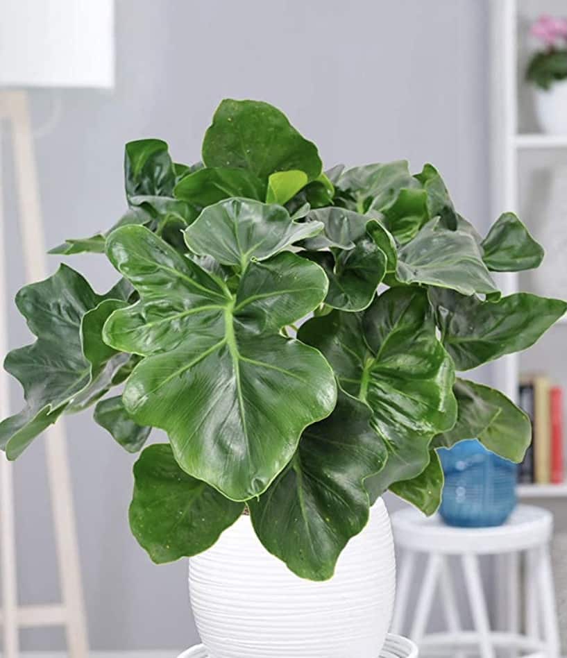 Philodendron-Atom-plant - Ken Matthews Garden Center