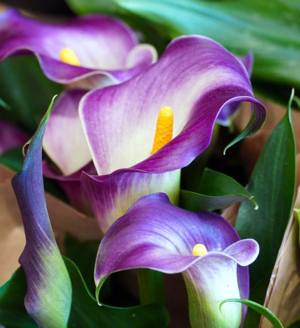 Calla Lily Care - Ken Matthews Garden Center