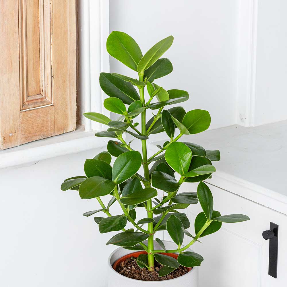 clusia-princess-autograph-tree-01 - Ken Matthews Garden Center