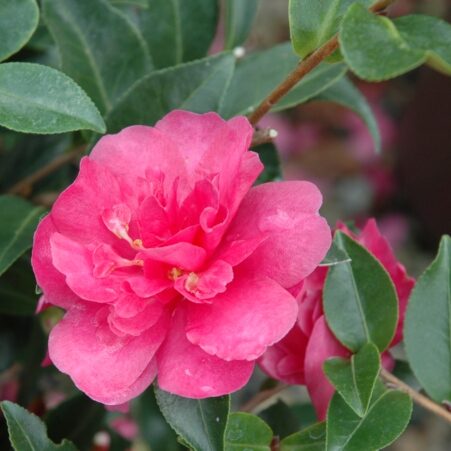 om rose - Ken Matthews Garden Center